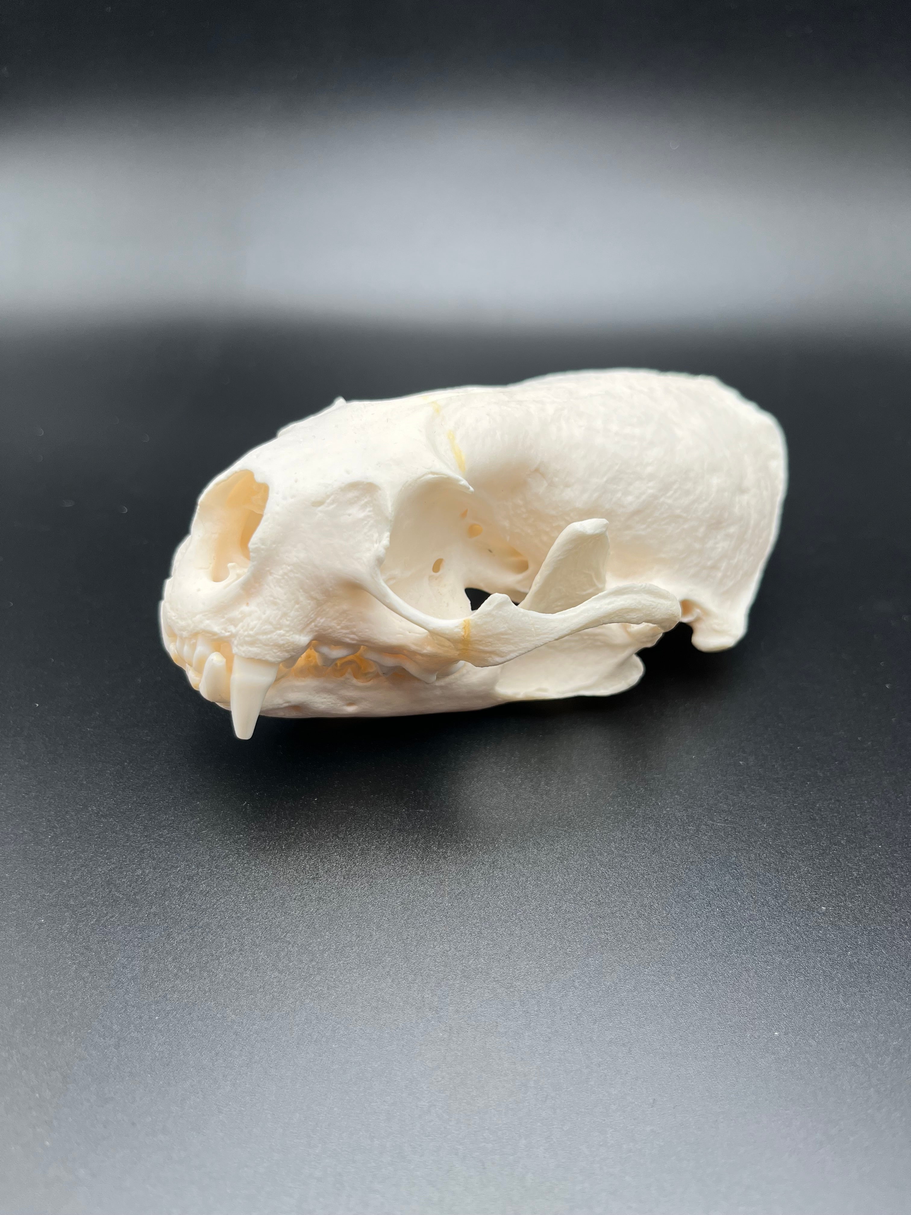 River Otter Skull | The Learned Lemur