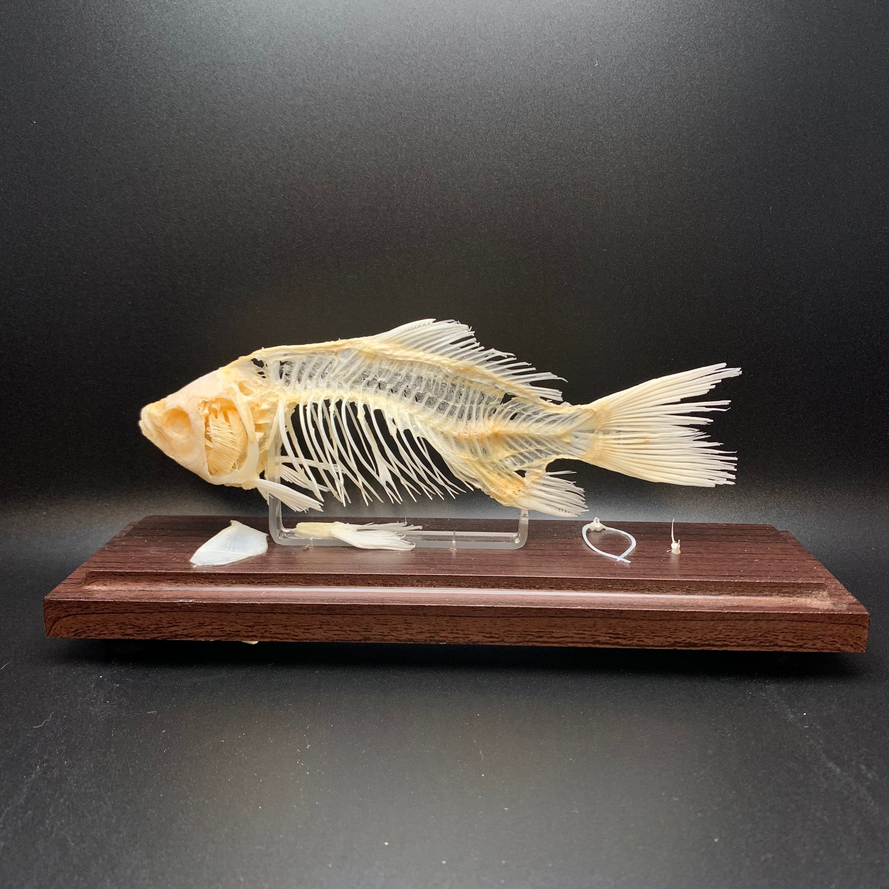 Fish Skeleton Display | The Learned Lemur