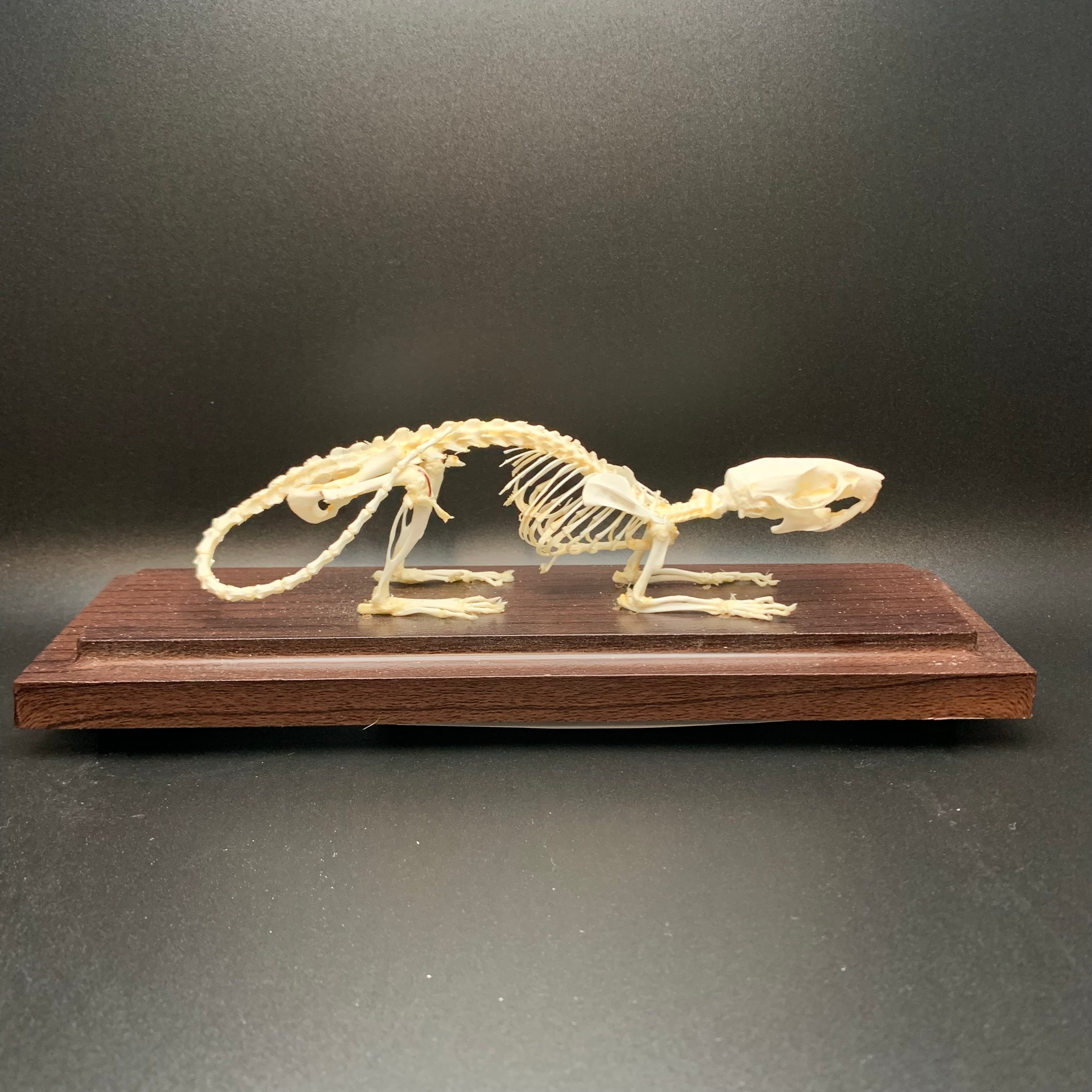 Rat Skeleton Display | The Learned Lemur